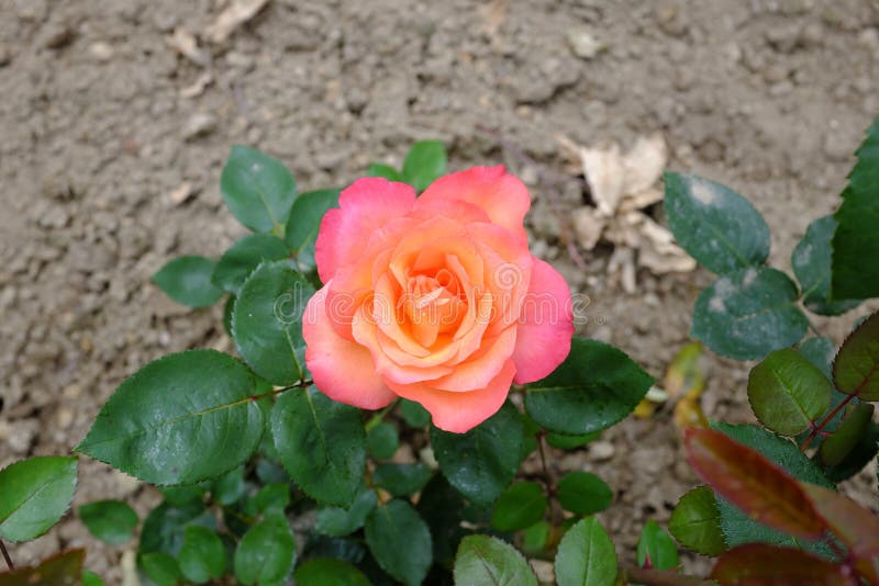 Aquarius stock photo. Image of beauty, flowers, closeup - 192296670