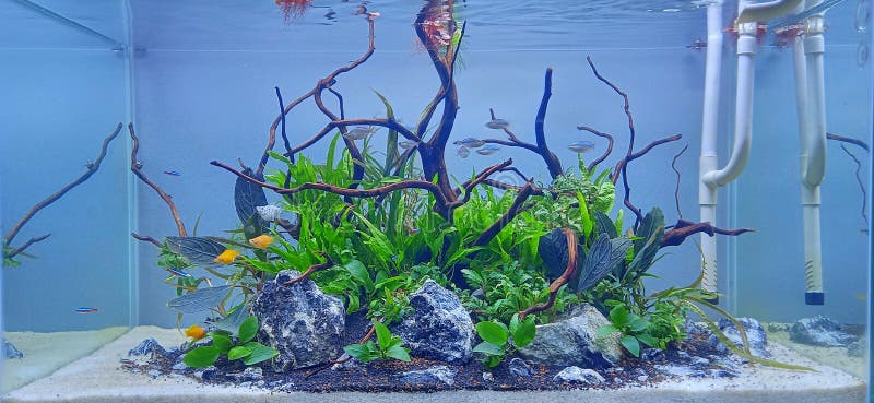 Aquascape with the Concept of a Forest with Long Roots Stock Image ...