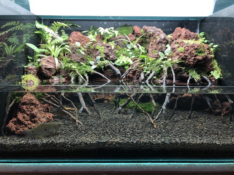 Aquascape stock image. Image of collection, fish, nice - 262263425