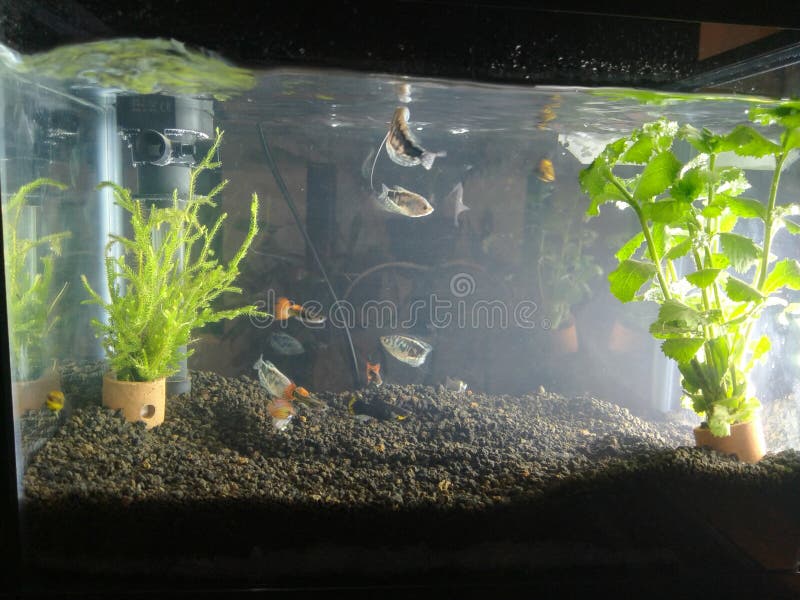 Aquascape Shoot from Middle Angle View Stock Image - Image of view ...