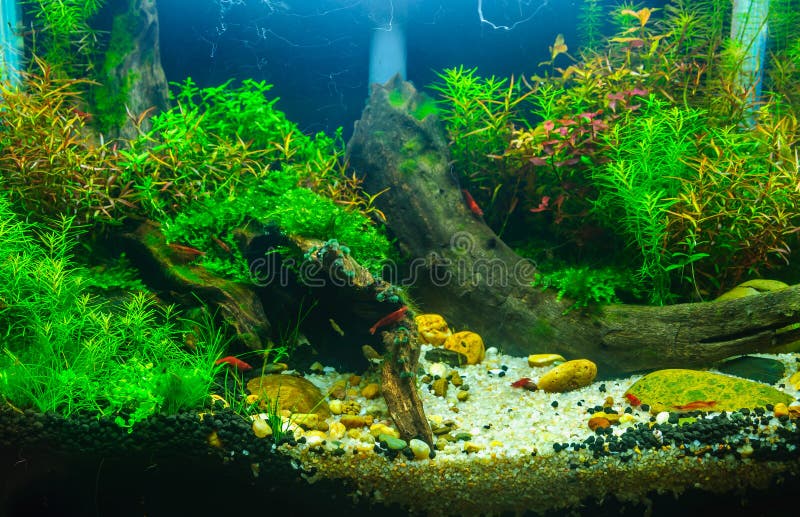 113 Aquascaping Del Acuario Plantado Fotos de stock - Fotos libres de regalías de Dreamstime