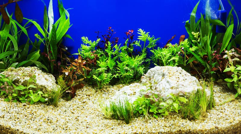 Aquascaping De Agua Dulce Tropical Plantada Hermoso Imagen de archivo - Imagen de casero, activo ...