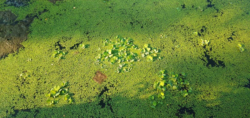 Aquatic Algae Plants Grow Abundantly on the Surface Stock Photo - Image ...