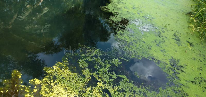 Aquatic Algae Plants Grow Abundantly on the Surface Stock Photo - Image ...