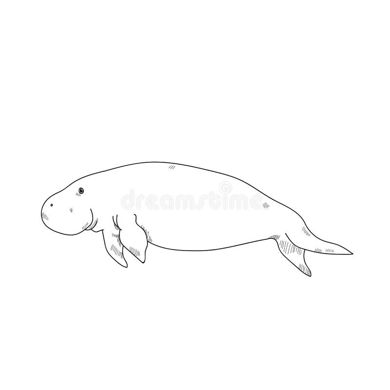 Aquatic Animals Dugong Drawing Illustration. Stock Illustration ...