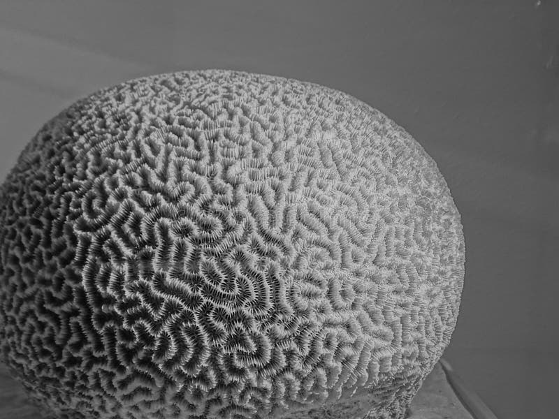 Aquatic Animals Natural Structure Stock Image - Image of textile ...