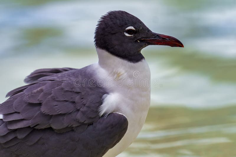 Aquatic Bird Perched by the Side of a Pool Stock Image - Image of ...