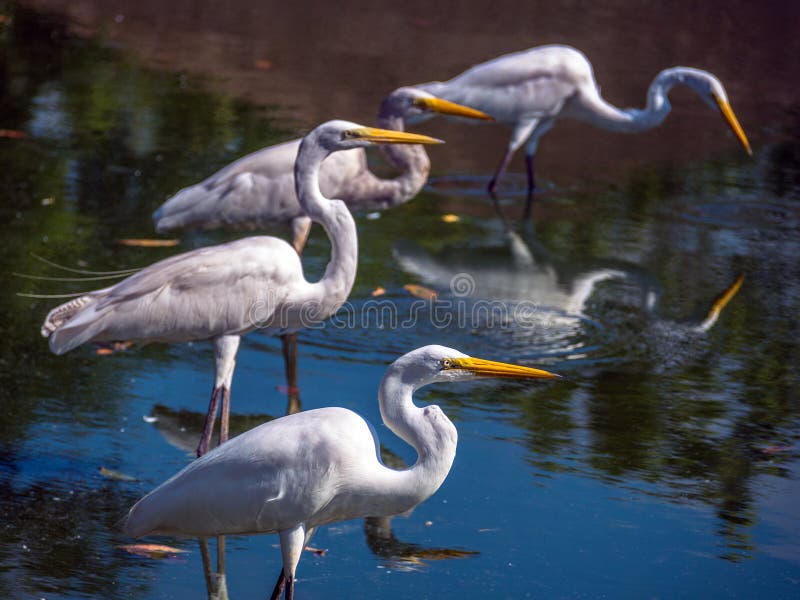 Aquatic bird stock photo. Image of natural, kamo, white - 44166882