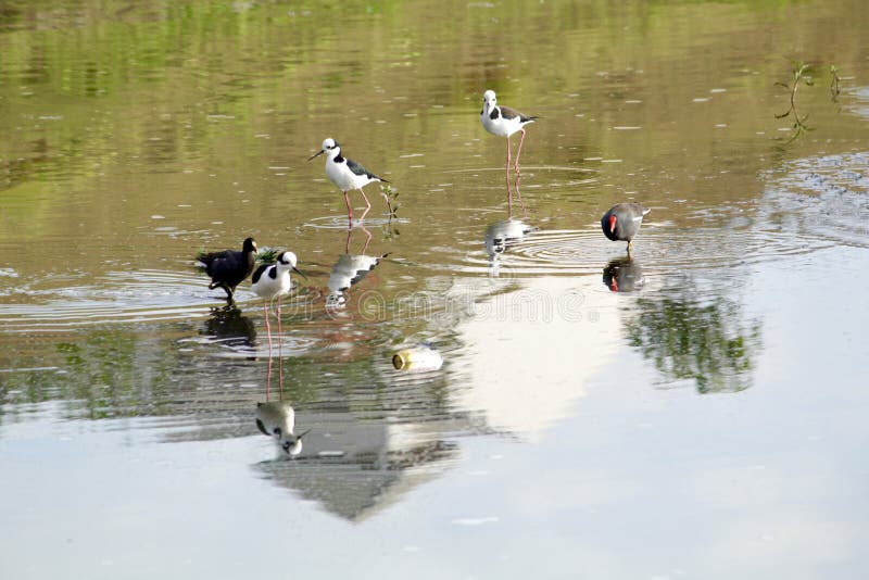 Aquatic birds stock photo. Image of eating, reflection - 220684348
