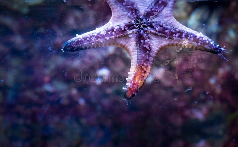 Aquatic Fish Swimming stock image. Image of swimming - 97825697