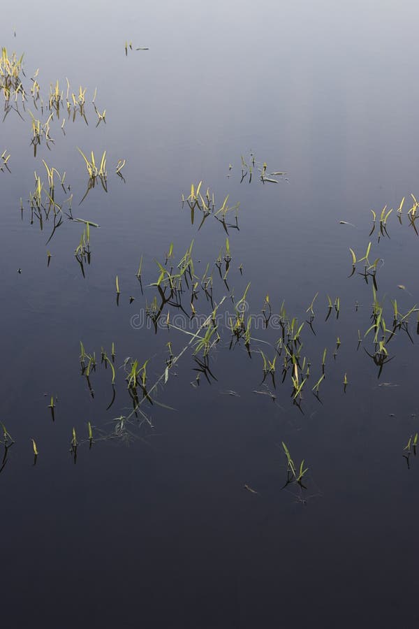 Aquatic grass stock photo. Image of nature, dark, mood - 10741574