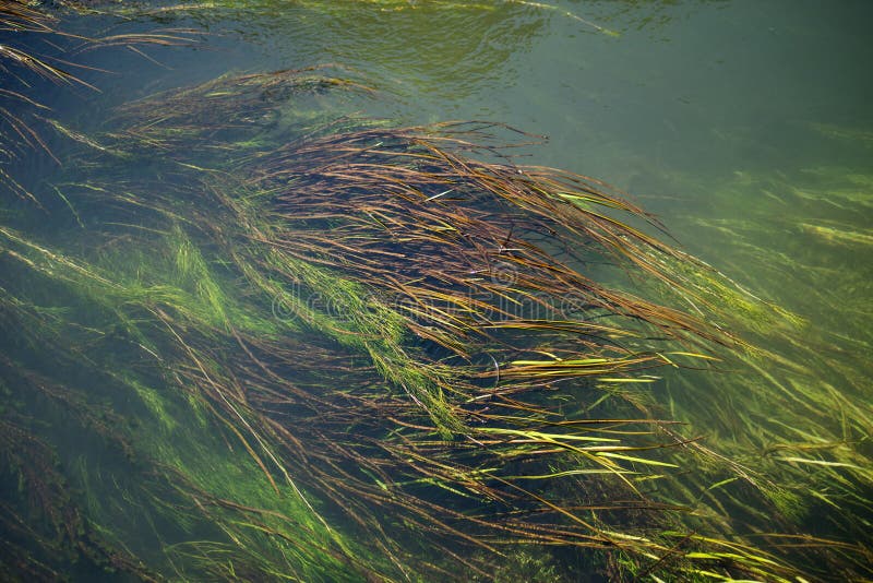 Aquatic grass in the river stock image. Image of landscape - 248963723