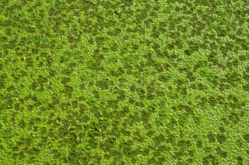 340+ Weed texture Free Stock Photos - StockFreeImages