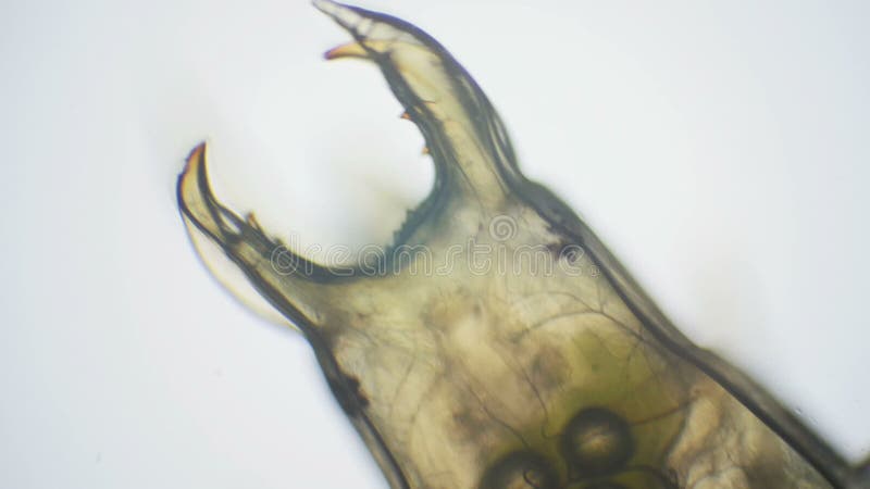 Fat Insect Larvae, Larva of Meal Worm. Bait for Fishing Rod, Worms for ...