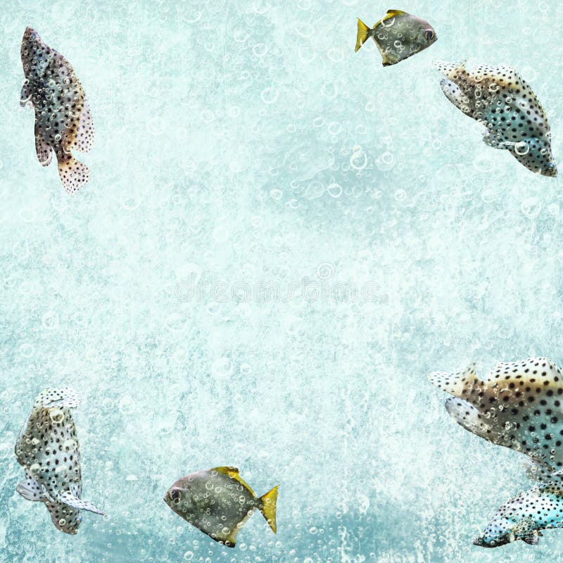 Aquatic Life Background with Tropical Fishes Stock Image - Image of ...