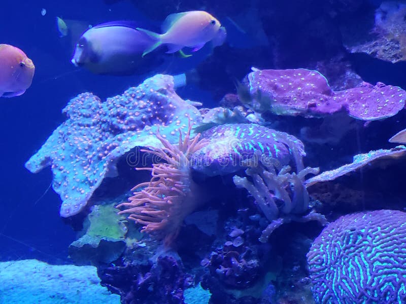 Aquatic Life ish stock photo. Image of neon, life, fish - 160306292