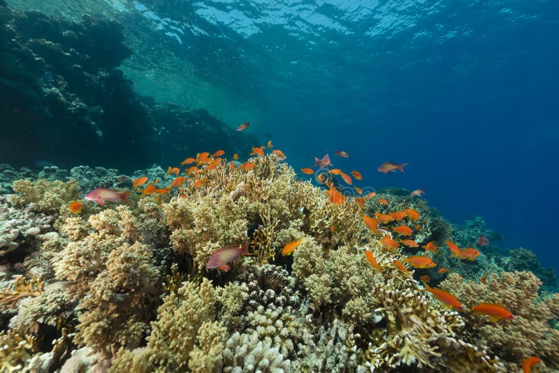 The Aquatic Life in the Red Sea. Stock Photo - Image of aquatic, bottom ...