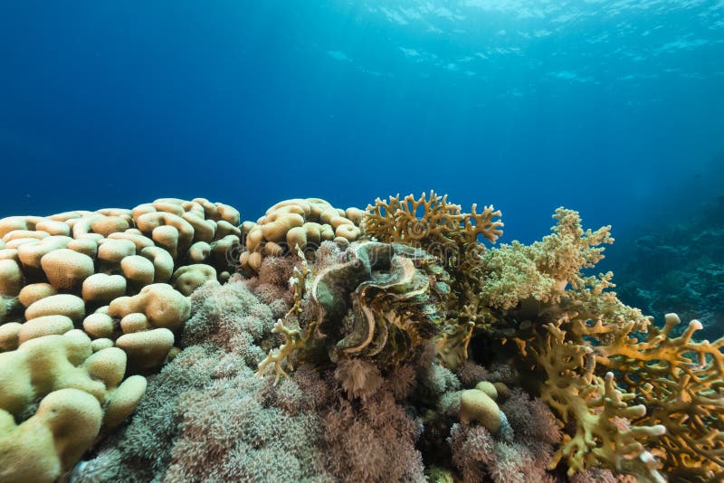 The Aquatic Life in the Red Sea. Stock Photo - Image of sunrays ...
