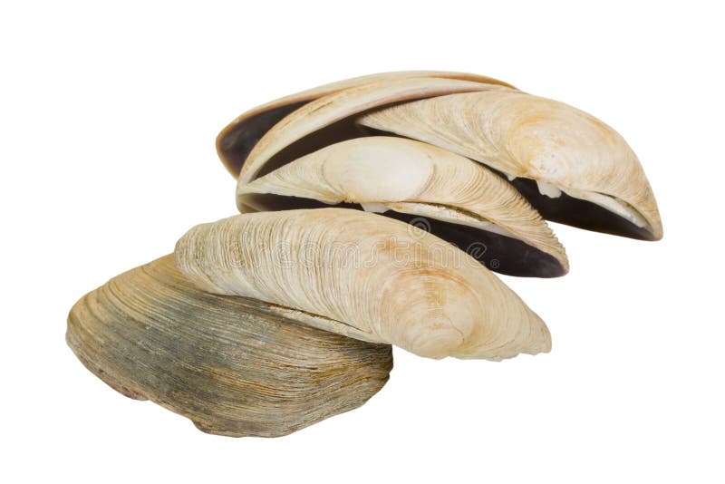 Aquatic Mollusk Shells stock image. Image of closeup - 10567547