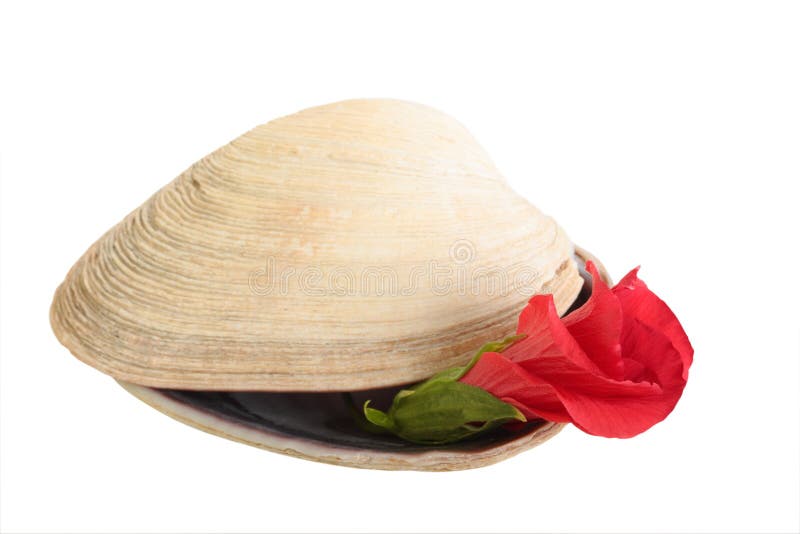 Aquatic Mollusk Shells stock photo. Image of isolated - 11058552