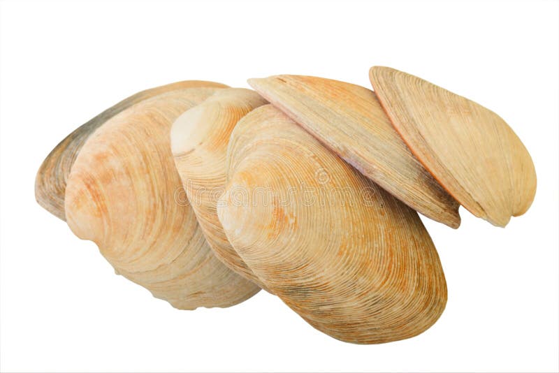 Aquatic Mollusk Shells stock image. Image of closeup - 10567547