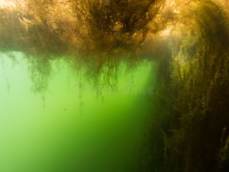 Aquatic Moss Floating Over Lake Surface Stock Photo - Image of lake ...