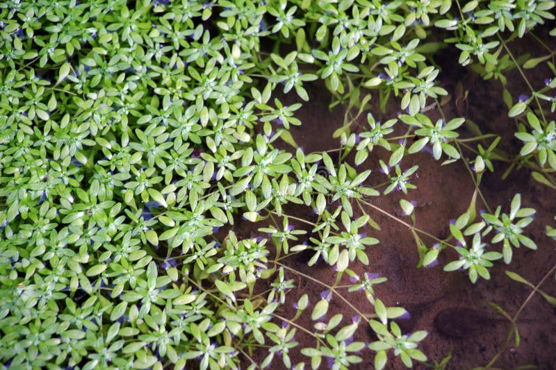 Aquatic Plant Callitriche Grows in Nature Stock Photo - Image of water ...