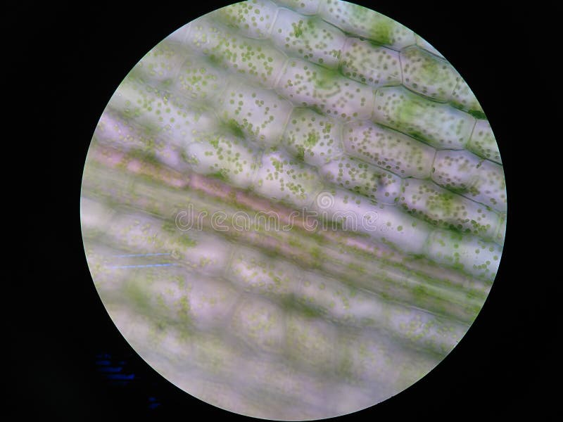 Aquatic plant cell stock image. Image of green, education - 89484347