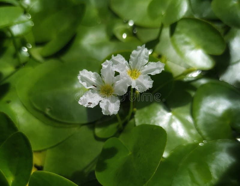 Aquatic Plant & X22;kumudu& X22; Sri Lanka Stock Photo - Image of ...
