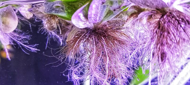 Aquatic Plant Roots Visible Under Water Stock Image - Image of water ...