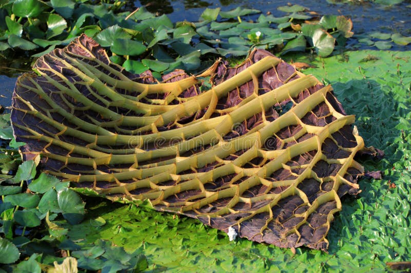 Aquatic Plants - Euryale Ferox in Ponds, North China Stock Image ...