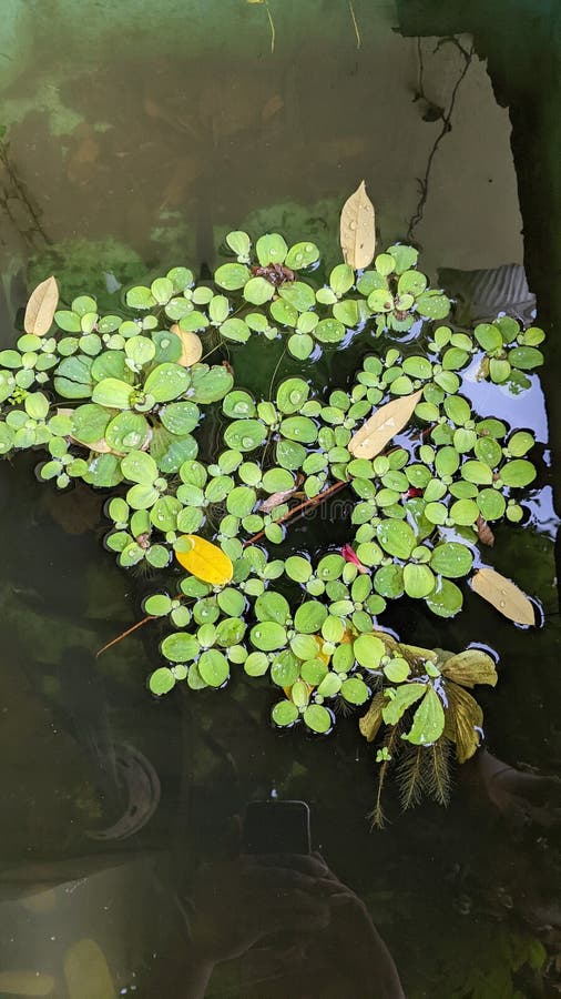 Aquatic Plants in a Fish Pond Stock Photo - Image of tree, beauty ...