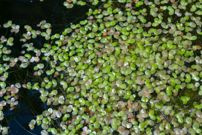 Aquatic Plants Floating on the Surface of the Water among Duckweed in a ...