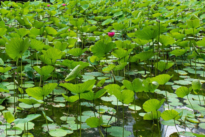 Aquatic Plants with Flowers in a Pond Stock Photo - Image of swamp ...
