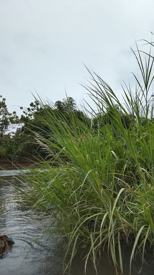 Aquatic Plants that Grow in Tropical Areas Stock Photo - Image of ...