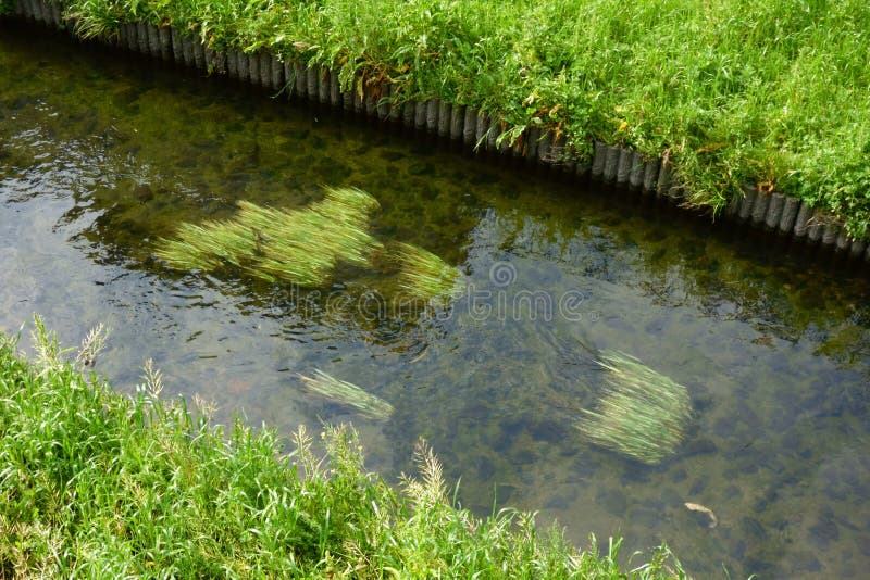 Aquatic Plants Growing in a Clear Stream Stock Photo - Image of algae ...