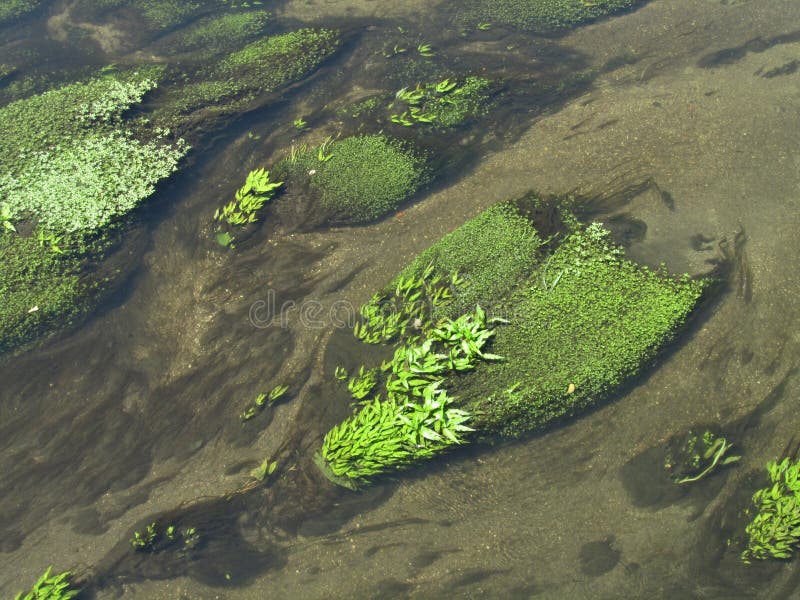 Aquatic Plants Growing on Riverbed Creating Beautiful Patterns Stock ...