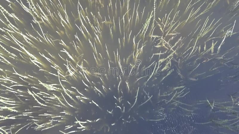 Aquatic Plants in the River. Top View Stock Footage - Video of drone ...