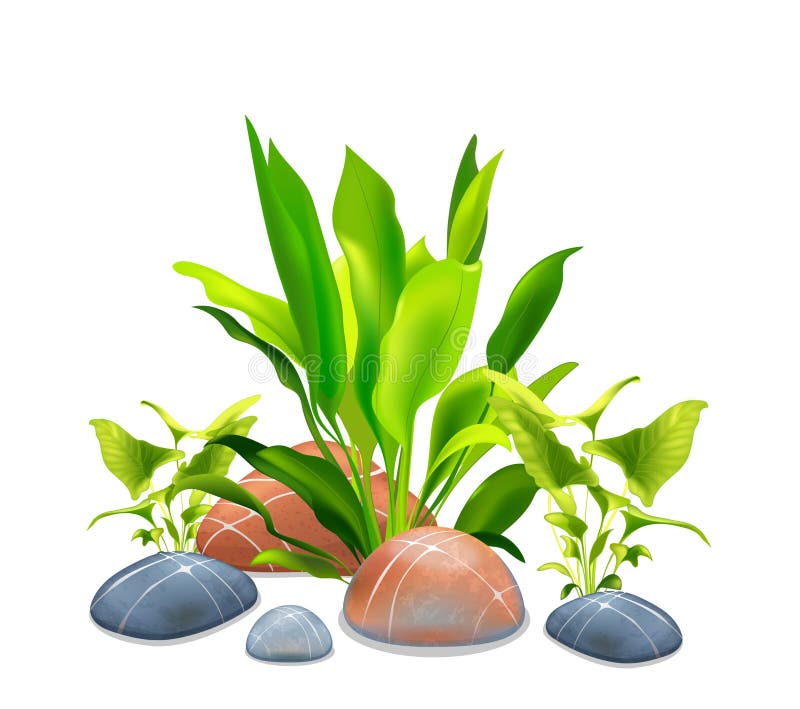 Vector Underwater Plants Algae In Realistic Style Stock Vector Illustration Of Line Vector