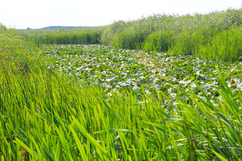 Aquatic plants in swamp stock image. Image of overgrown - 77038643