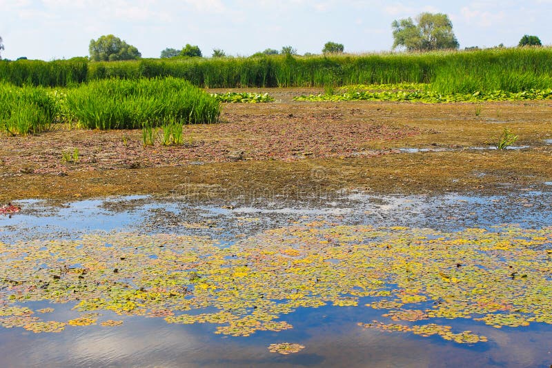 Aquatic plants in a swamp stock photo. Image of ecology - 86656746