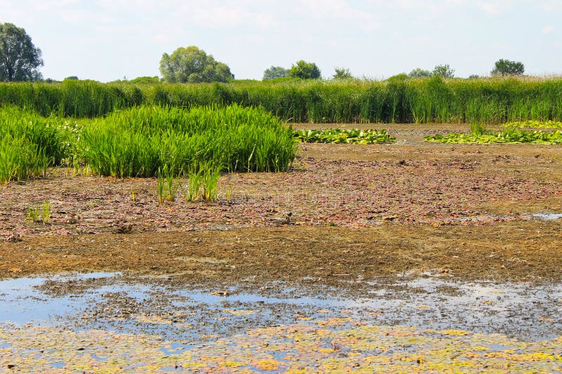 Aquatic plants in a swamp stock photo. Image of overgrown - 96455900