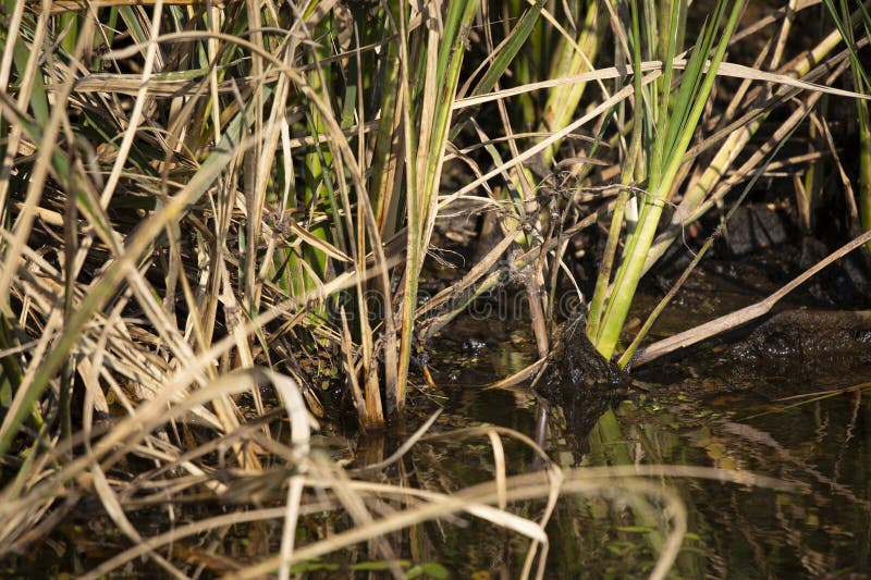 Aquatic Plants stock photo. Image of flora, growth, landscape - 291163224