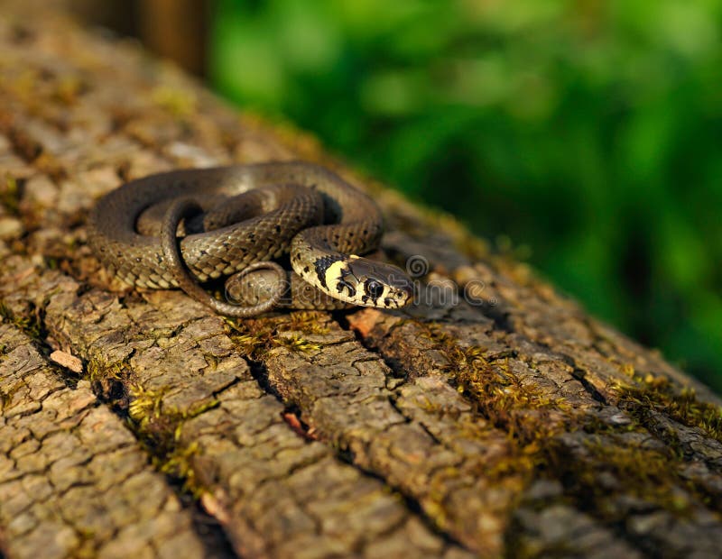 Ringed Snake, Natrix Natrix Stock Photo - Image of aquatic, national ...