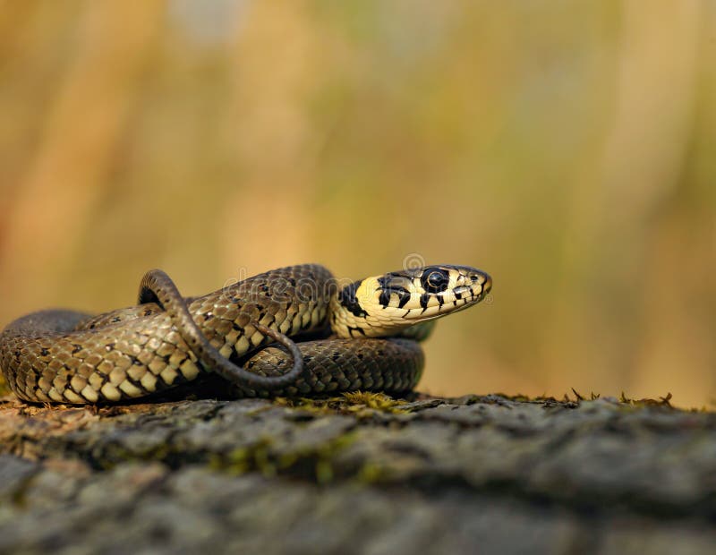 Ringed Snake, Natrix Natrix Stock Image - Image of macro, austria ...