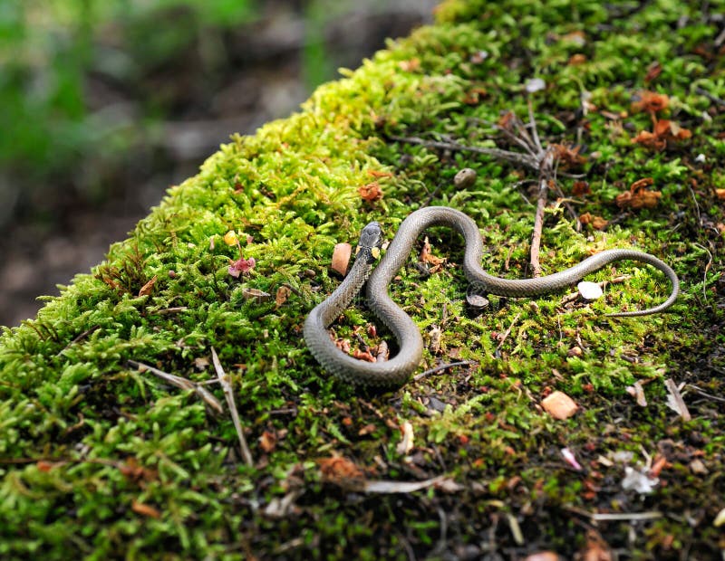 Ringed Snake, Natrix Natrix Stock Image - Image of aquatic, wildlife ...