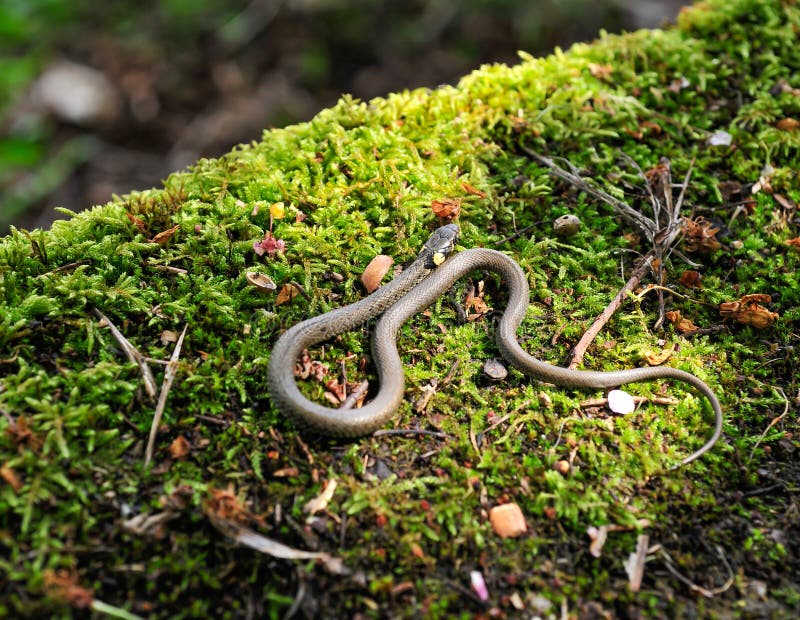 Ringed Snake, Natrix Natrix Stock Photo - Image of wild, national ...