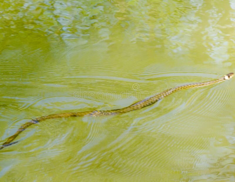 Ringed Snake, Natrix Natrix Stock Photo - Image of face, austria: 204485928