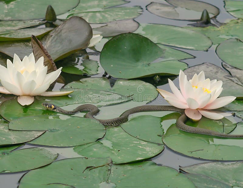 Ringed Snake, Natrix Natrix Stock Photo - Image of ground, park: 204485958