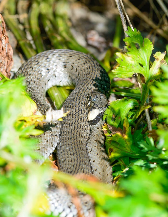 Ringed Snake, Natrix Natrix Stock Photo - Image of head, long: 204486016